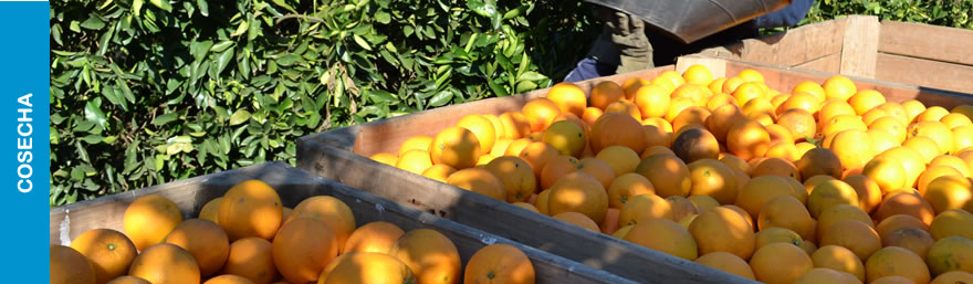 Services - Cosecha y Packing - Morresi Fruit